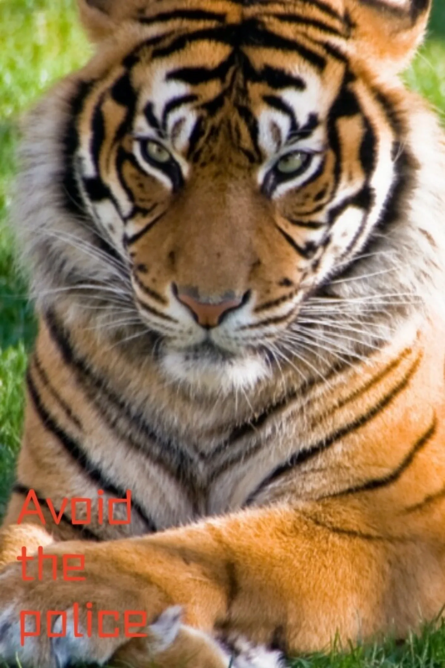 Avoid the Police | Stash - Games tracker