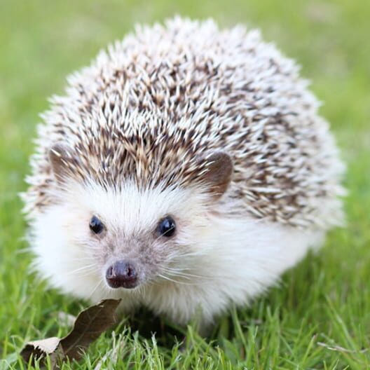 Hedgehog Pet (TBD)