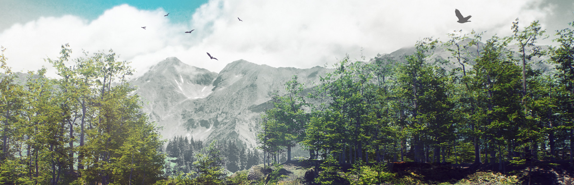 Birding Simulator - Press Kit