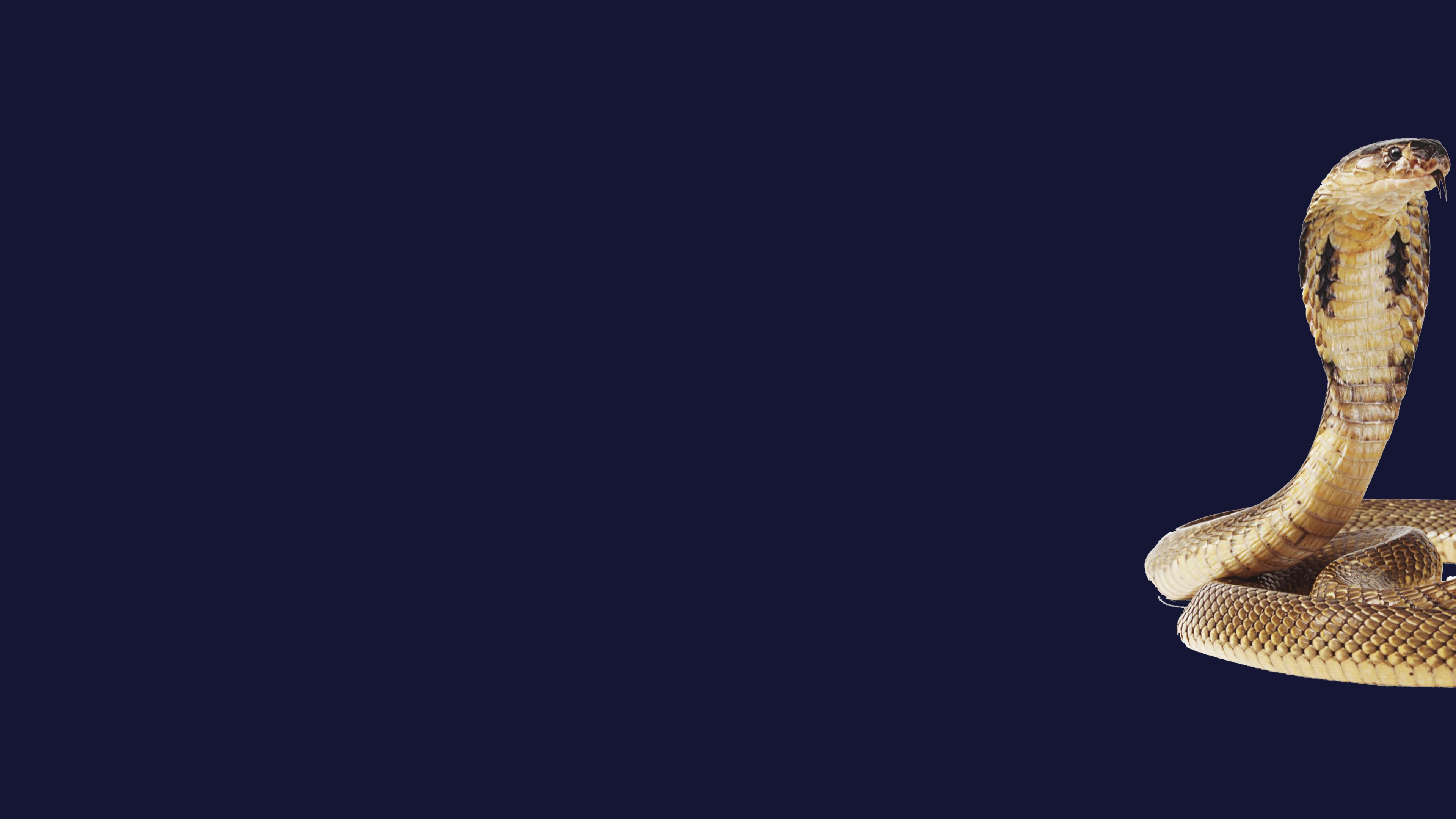 Stroke the Snake - Press Kit