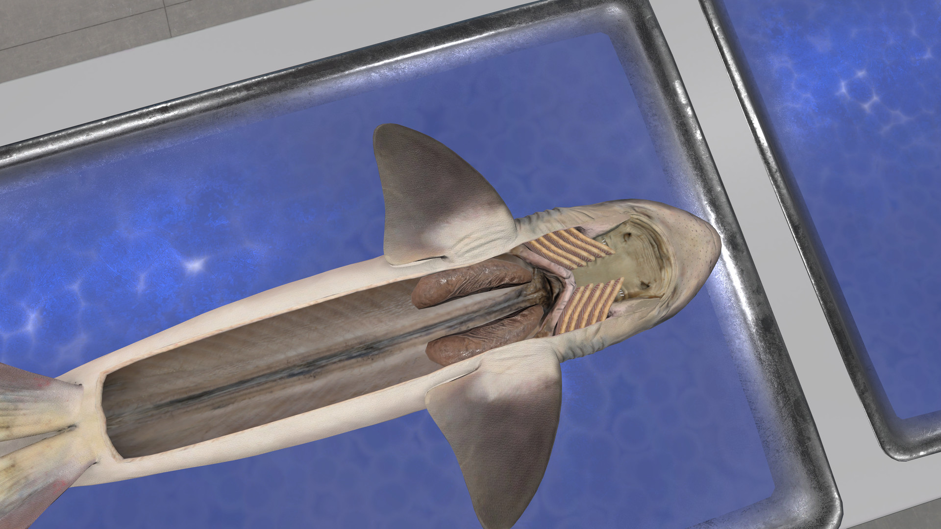 Dissection Simulator: Dogfish Edition