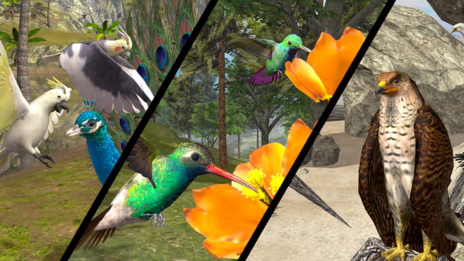 Ultimate Bird Simulator - Press Kit